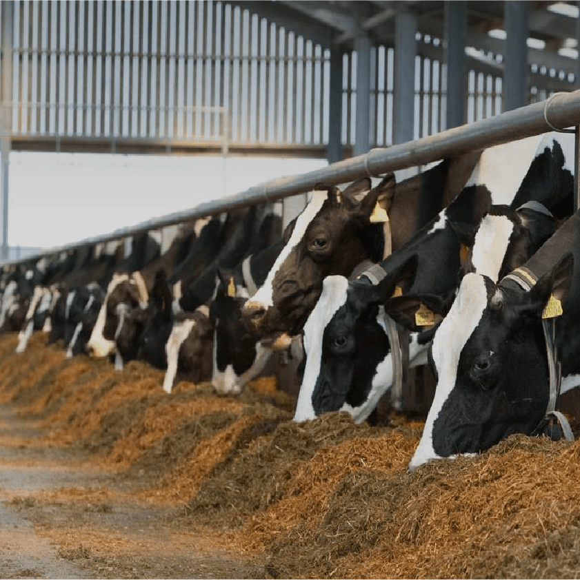 About - Excelsior Dairy | Tulare, CA